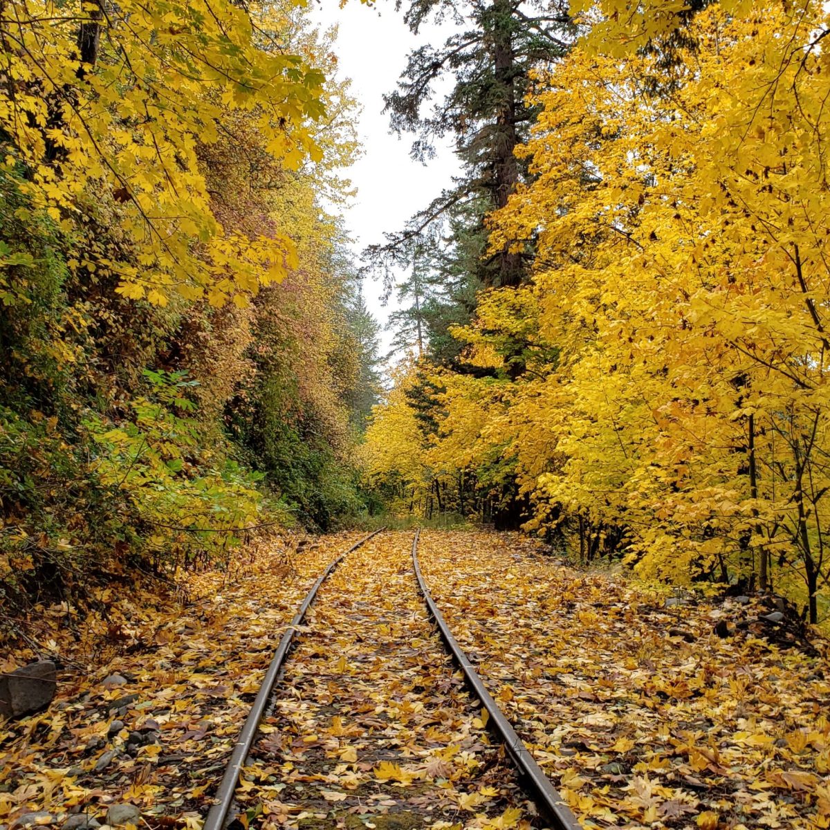 Hood River Fall Train Ride | Mt. Hood Harvest Journey